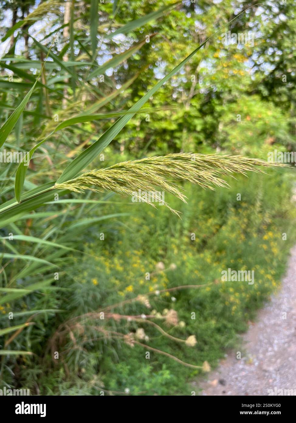 canadian bluejoint (Calamagrostis canadensis Stock Photo - Alamy