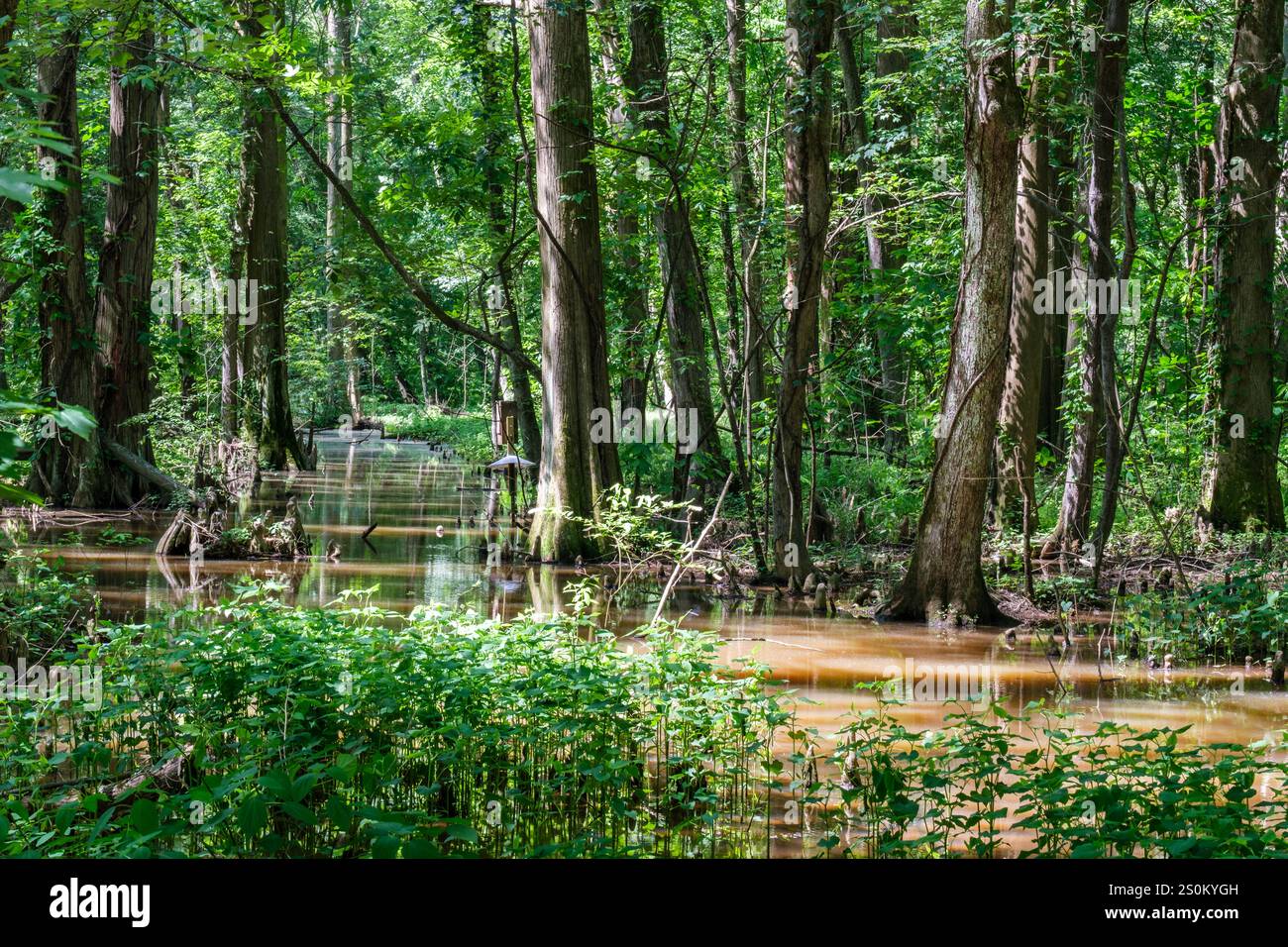 Battle Creek Cypress Swamp, Maryland, USA, a Wetlands Nature Preserve ...