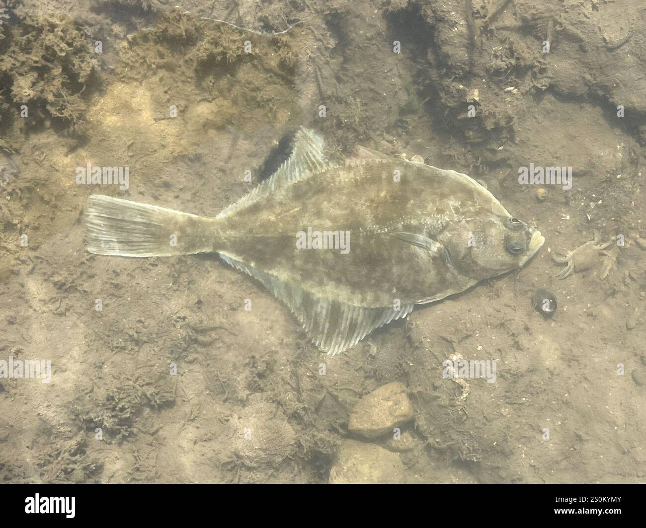 European Flounder (Platichthys flesus Stock Photo - Alamy