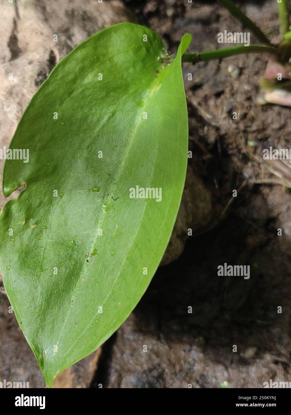 Water-Plantain family (Alismataceae Stock Photo - Alamy