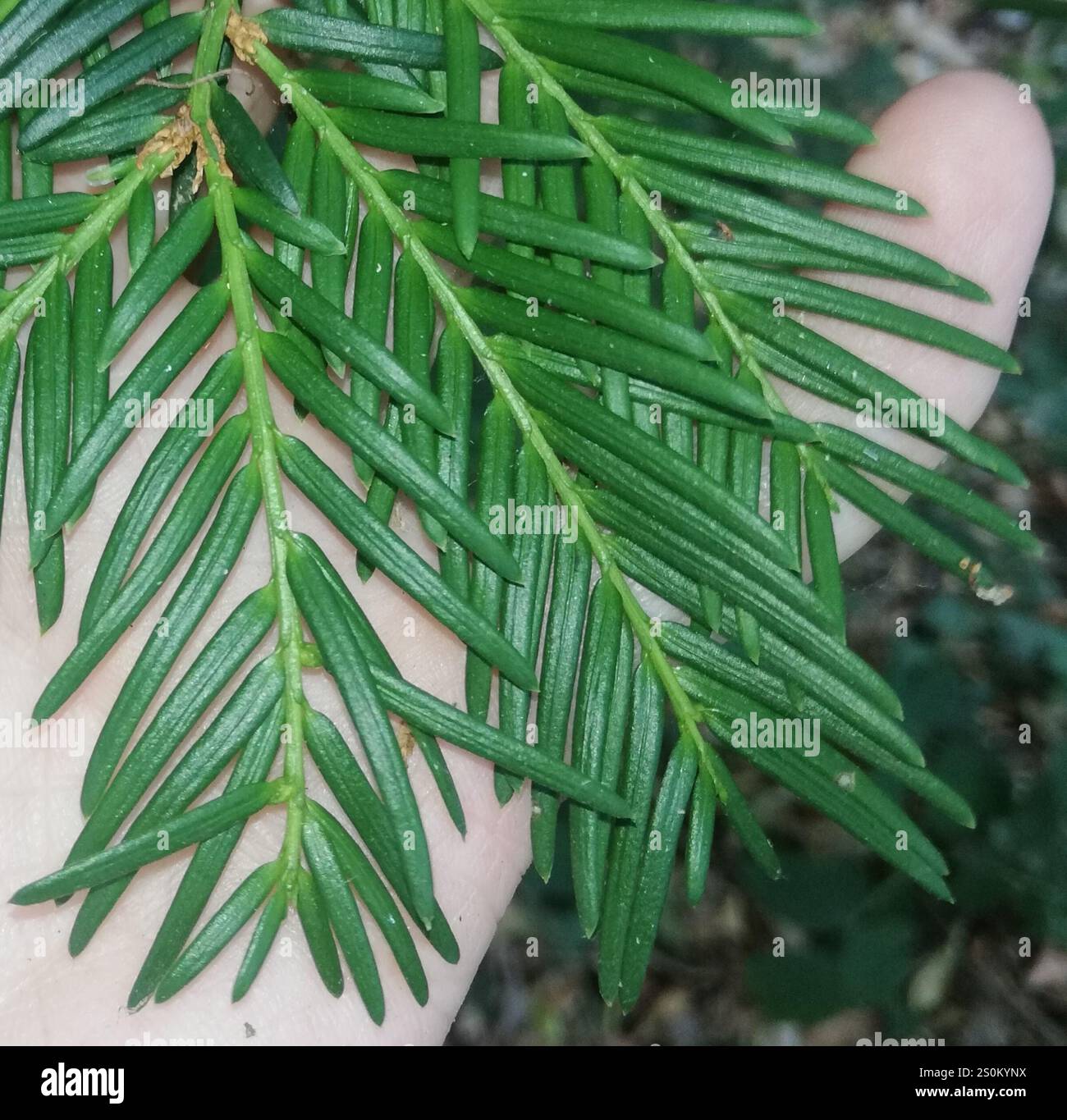 common yew (Taxus baccata Stock Photo - Alamy