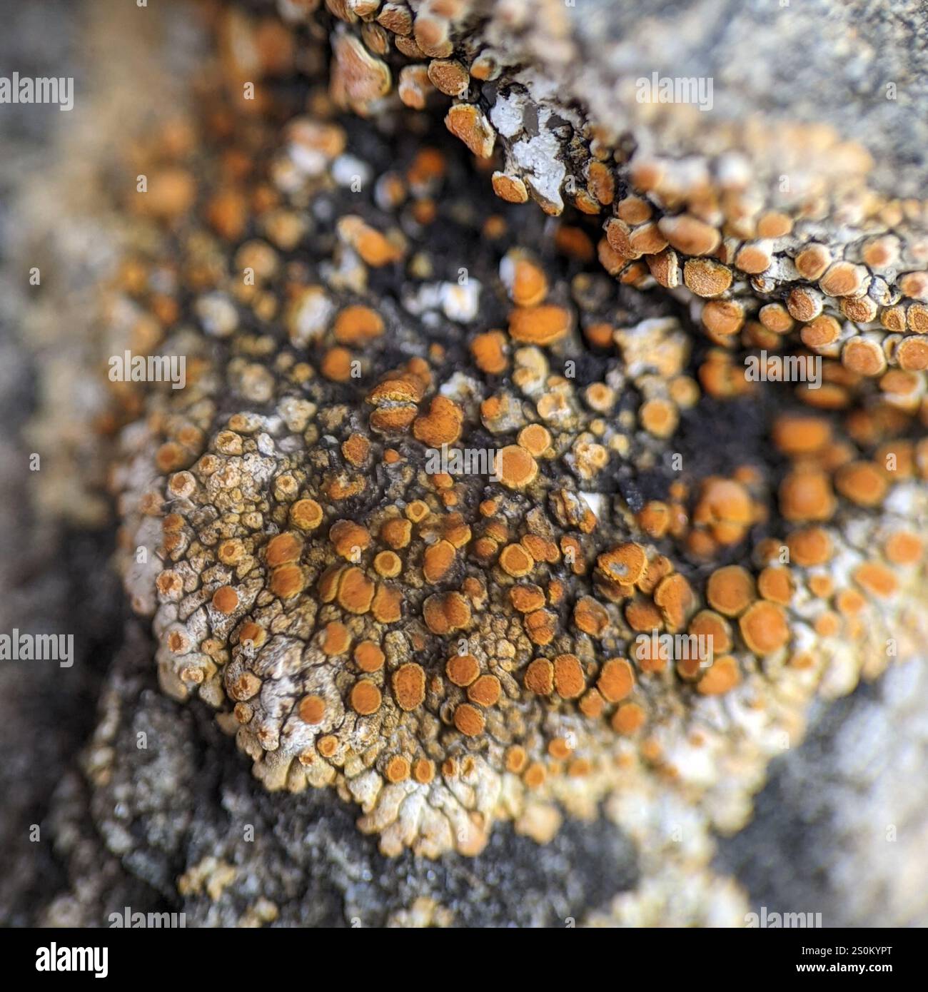 tiny firedot lichen (Calogaya pusilla Stock Photo - Alamy