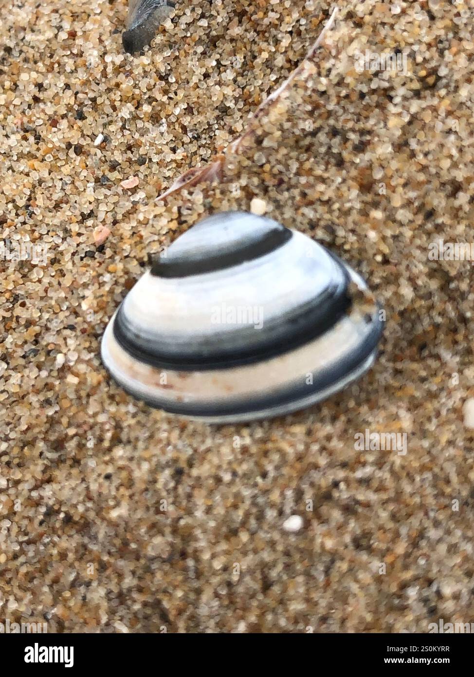 Elliptical Trough Shell (Spisula elliptica Stock Photo - Alamy