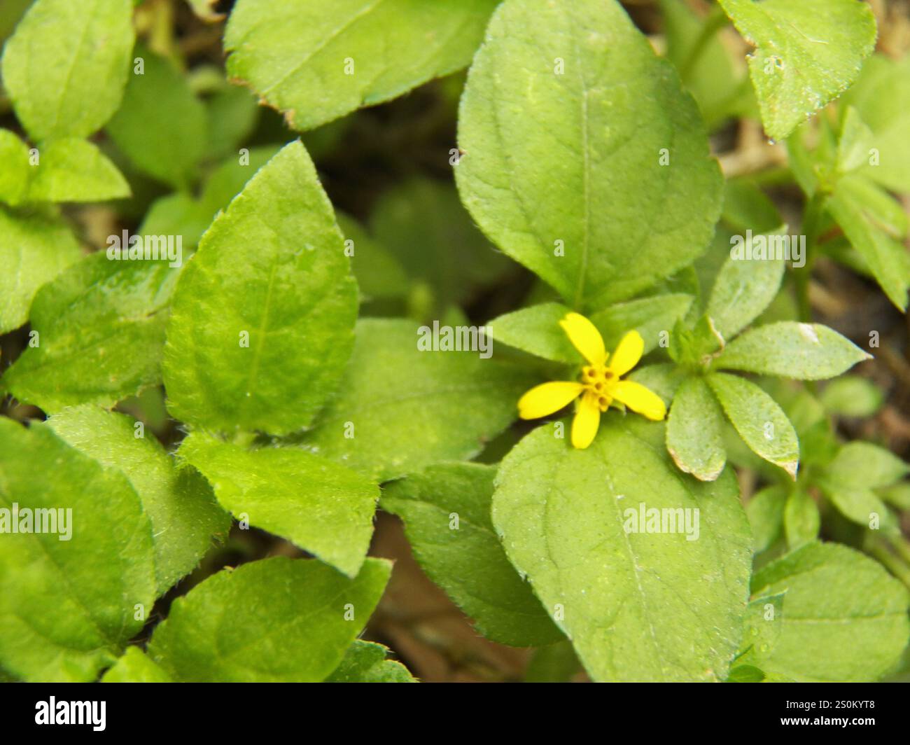 straggler daisy (Calyptocarpus vialis Stock Photo - Alamy