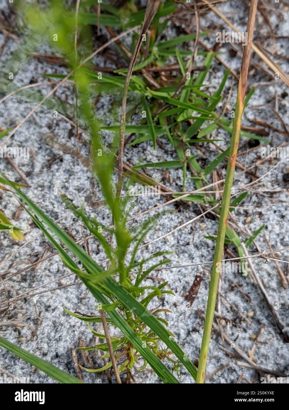 horseweed (Erigeron canadensis Stock Photo - Alamy
