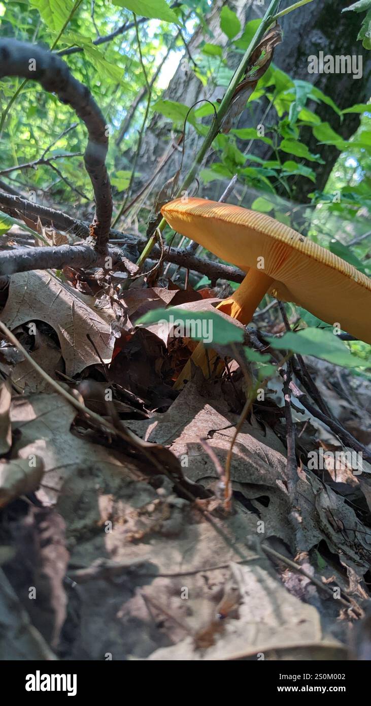 Jackson's slender Caesar (Amanita jacksonii Stock Photo - Alamy