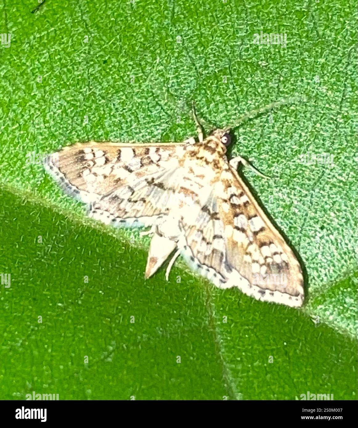 Stained-glass Moth (Samea castellalis Stock Photo - Alamy