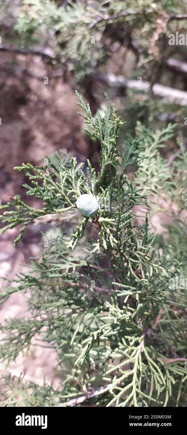 Pashtun juniper (Juniperus seravschanica Stock Photo - Alamy