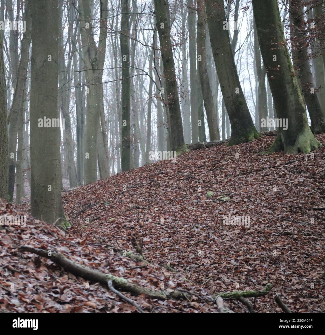 Deciduous forest lives up to its Name Stock Photo - Alamy