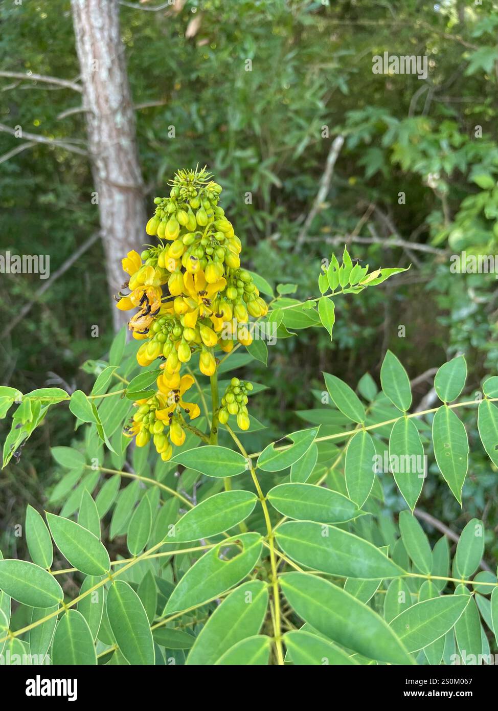 American senna (Senna hebecarpa Stock Photo - Alamy