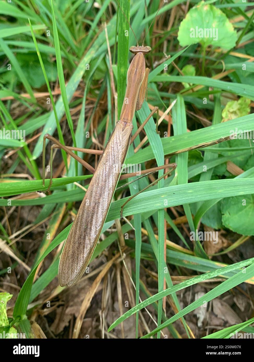 Chinese Mantis (Tenodera sinensis Stock Photo - Alamy