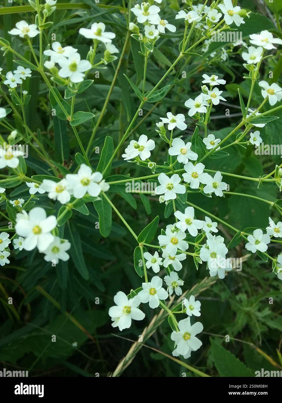 flowering spurge (Euphorbia corollata Stock Photo - Alamy