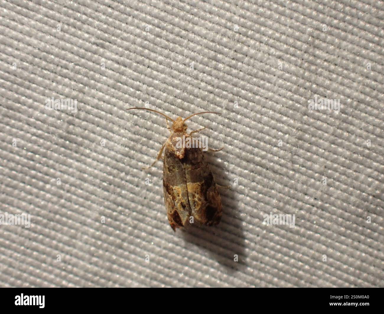 Grape Berry Moth (Paralobesia viteana Stock Photo - Alamy