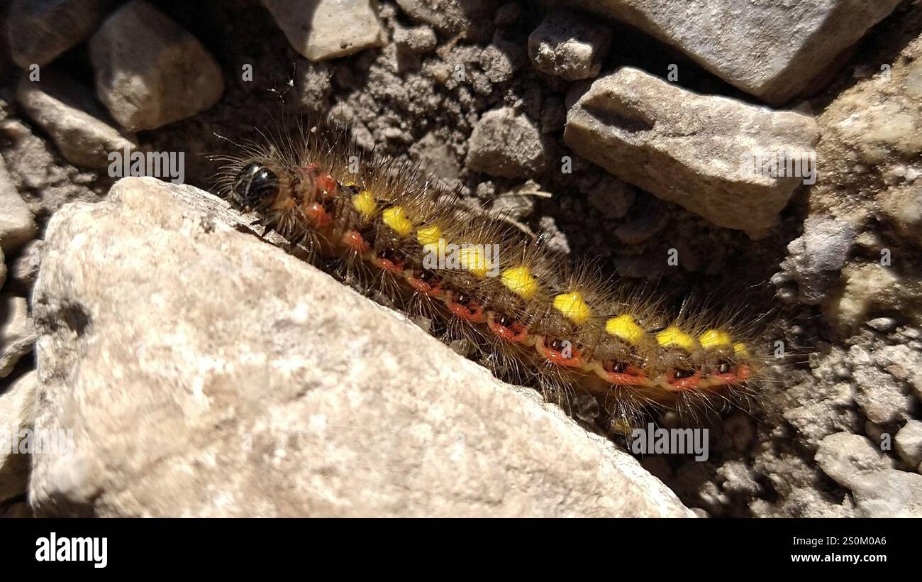Sweet Gale Moth (Acronicta euphorbiae Stock Photo - Alamy