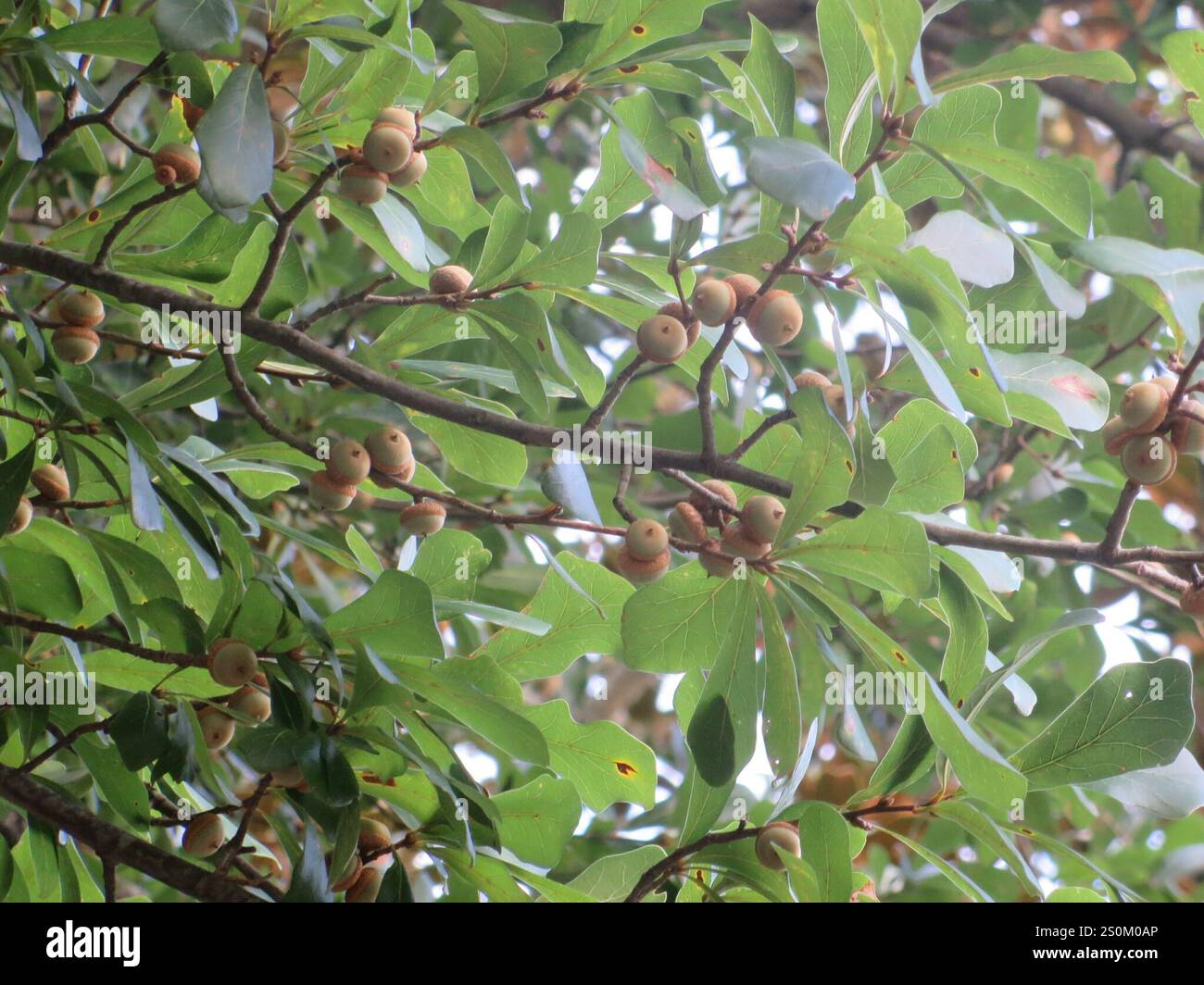water oak (Quercus nigra Stock Photo - Alamy