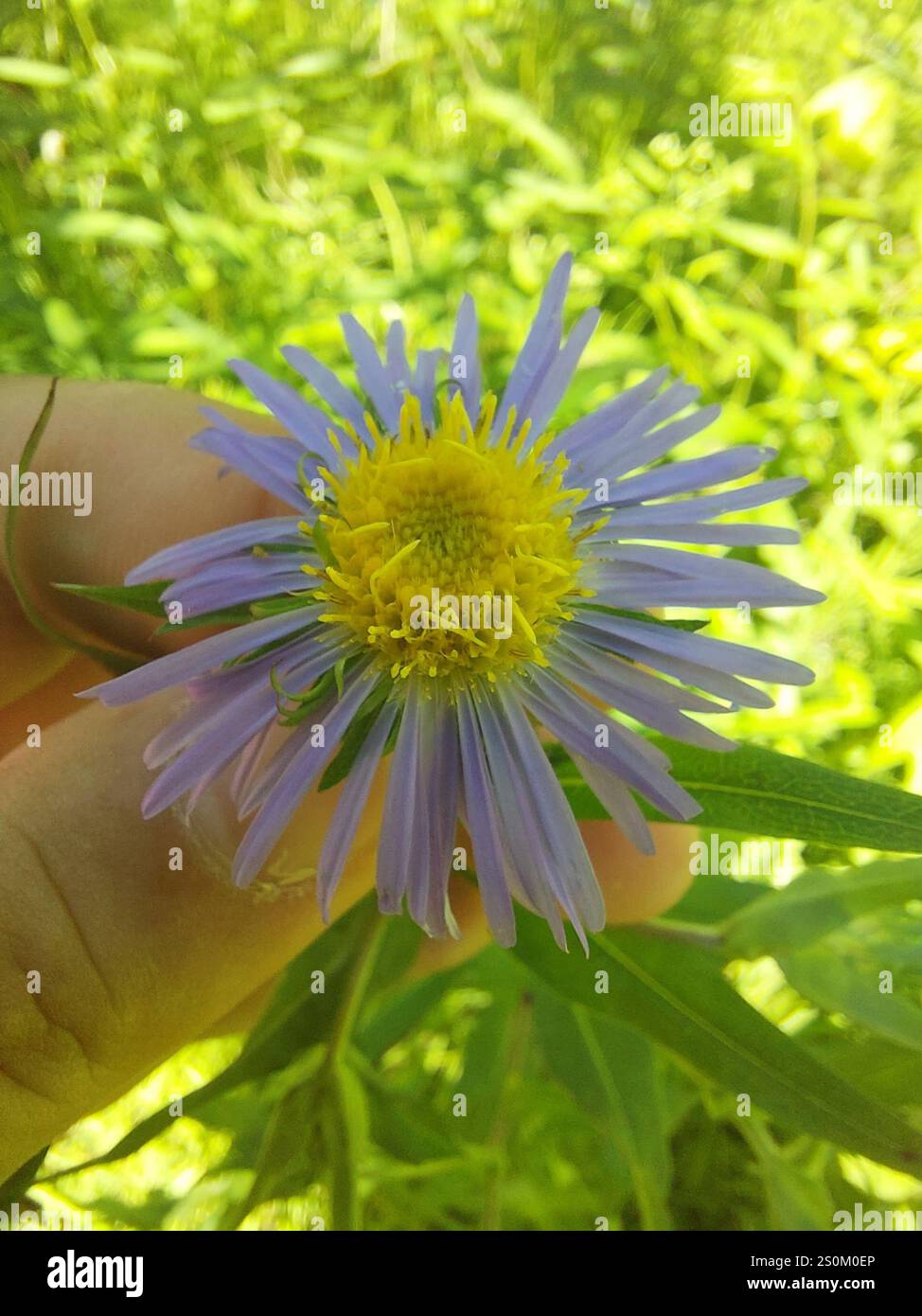 swamp aster (Symphyotrichum puniceum Stock Photo - Alamy