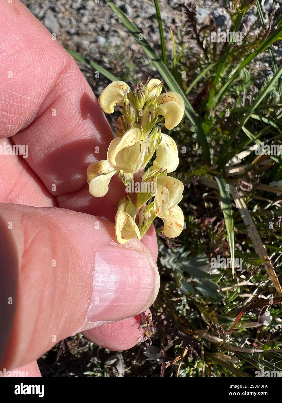 curved-beak lousewort (Pedicularis contorta Stock Photo - Alamy
