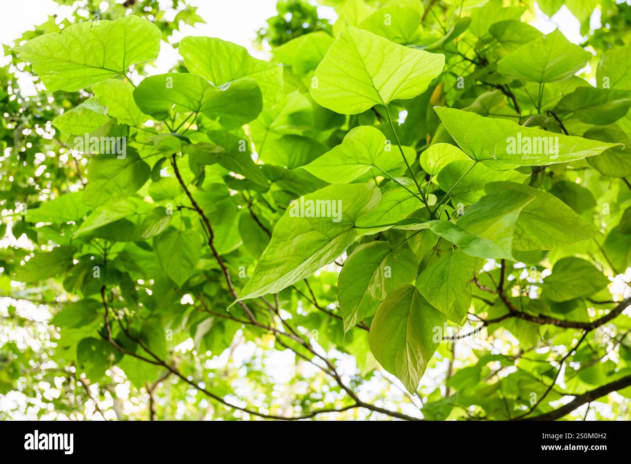 View from below of the seemingly transparent green leaves of the common ...