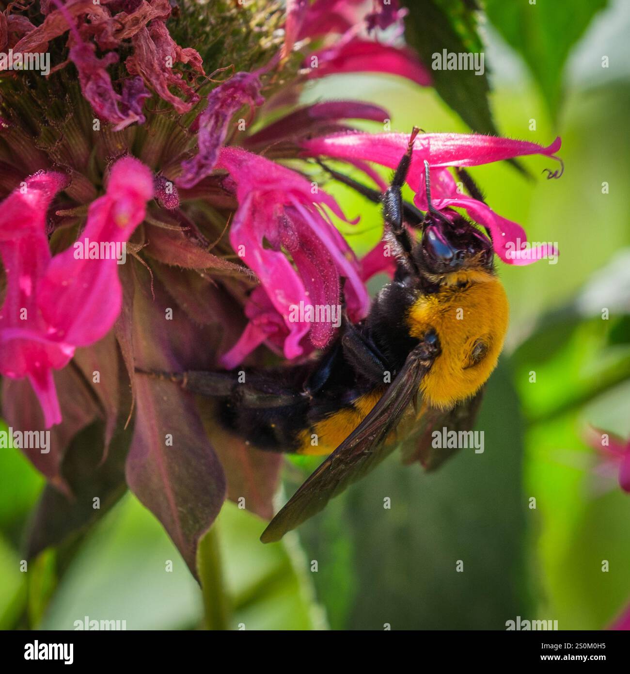 Morrison's Bumble Bee (Bombus morrisoni Stock Photo - Alamy