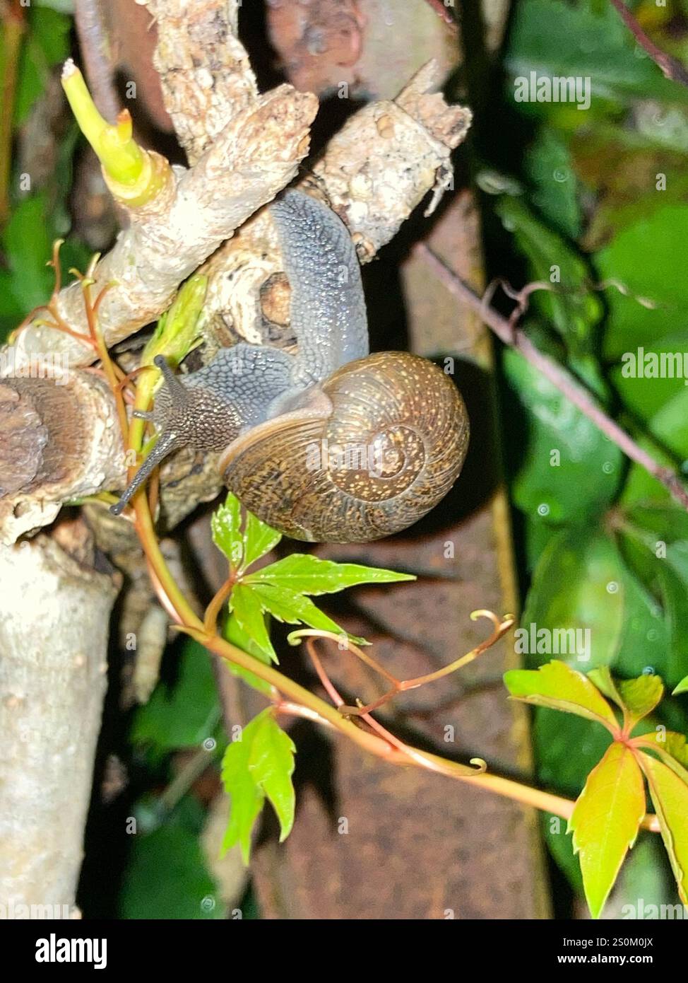 Cuban Brown Snail (Zachrysia provisoria Stock Photo - Alamy