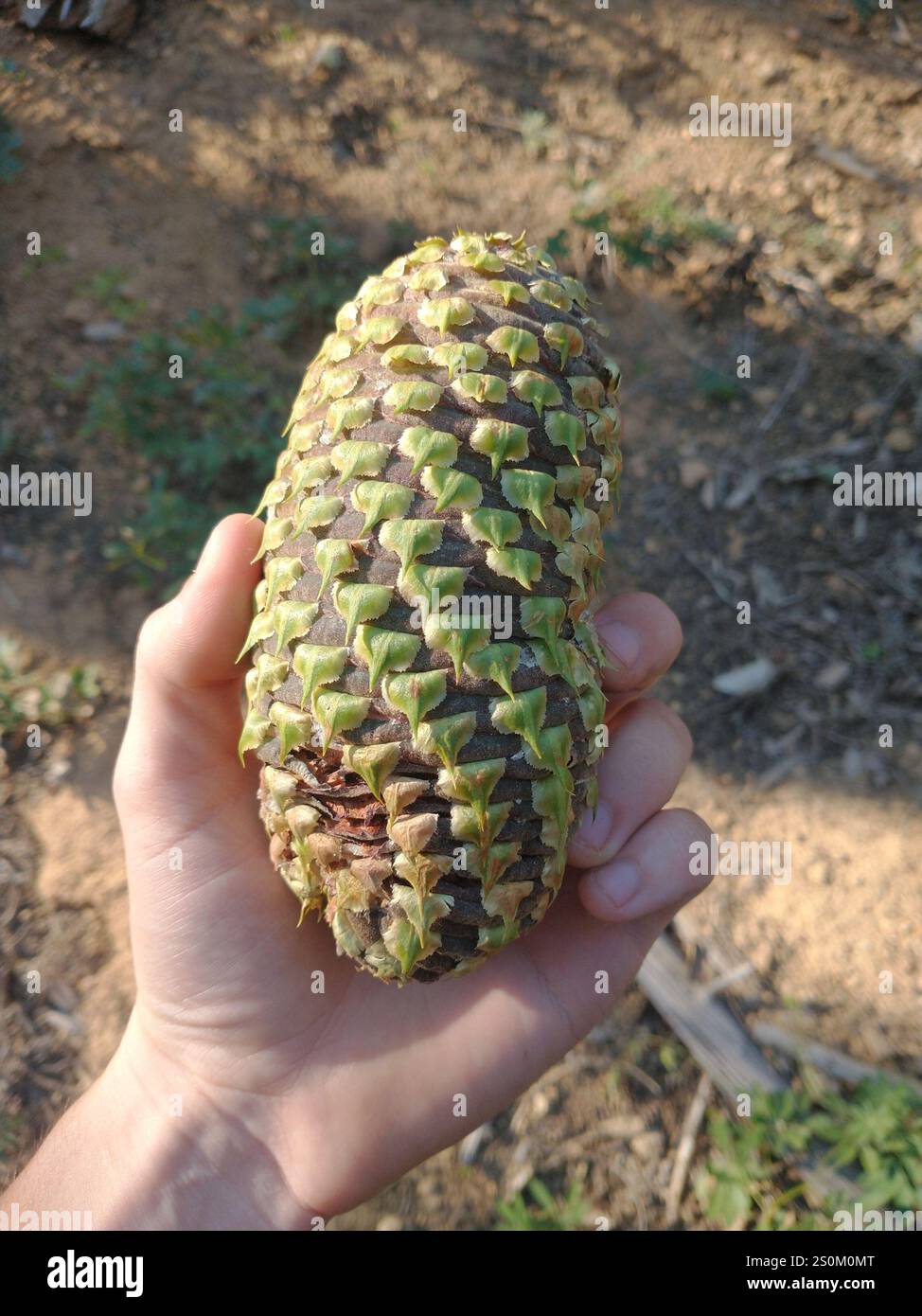 Shasta Red Fir (Abies magnifica shastensis Stock Photo - Alamy