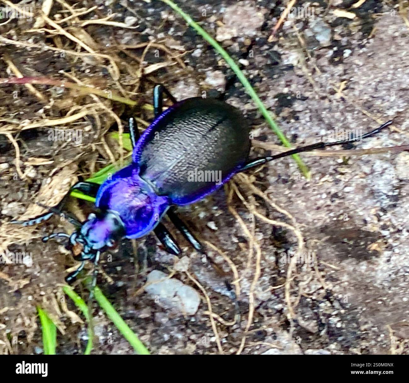 Rough Violet Ground Beetle (Carabus problematicus Stock Photo - Alamy