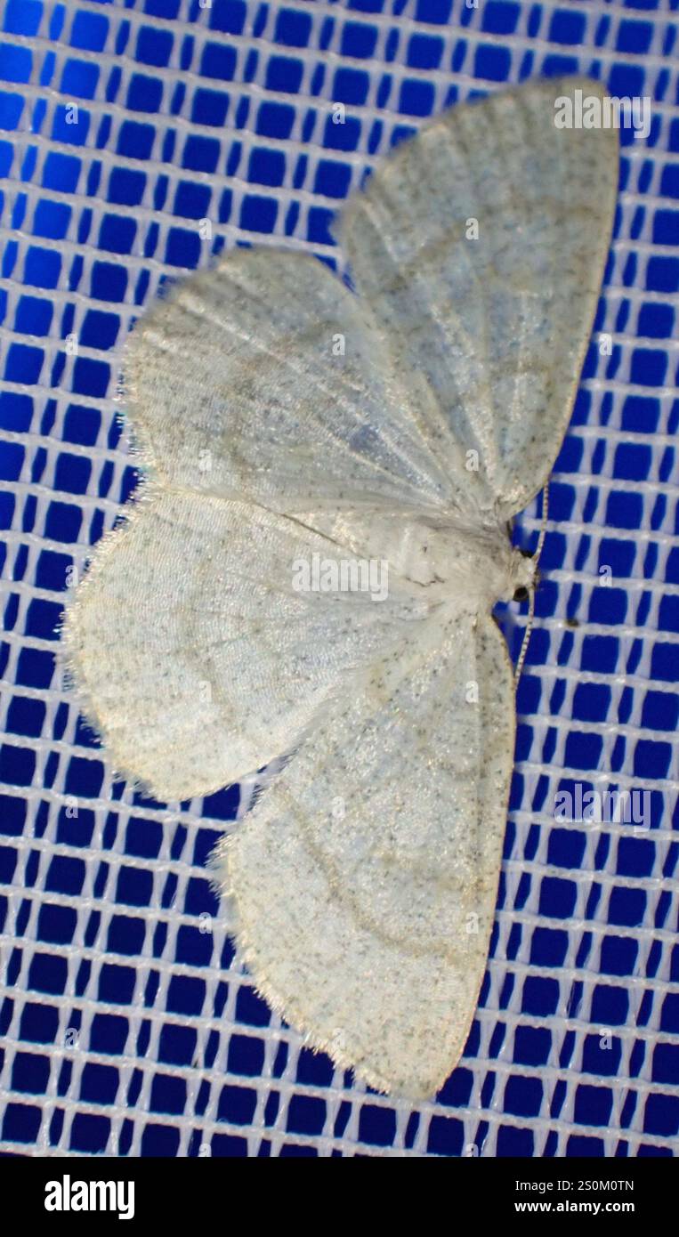 Northern Wave Moth (Cabera exanthemata Stock Photo - Alamy