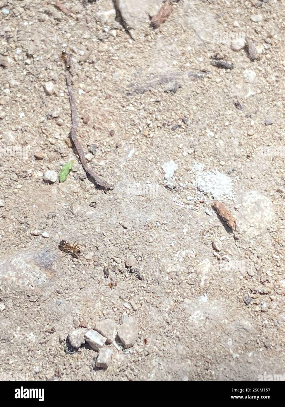 Yellow Pyramid Ant (Dorymyrmex flavus Stock Photo - Alamy