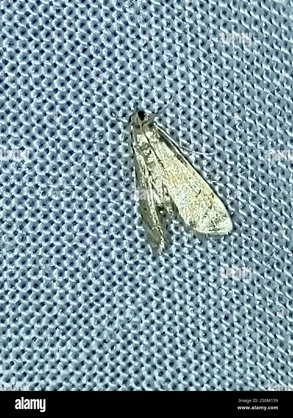 China-mark Moths (Acentropinae Stock Photo - Alamy