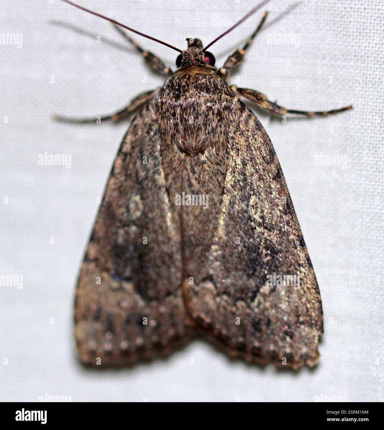 American Copper Underwing (Amphipyra pyramidoides Stock Photo - Alamy