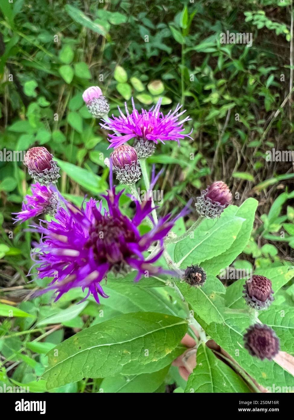 Western Ironweed (Vernonia baldwinii Stock Photo - Alamy