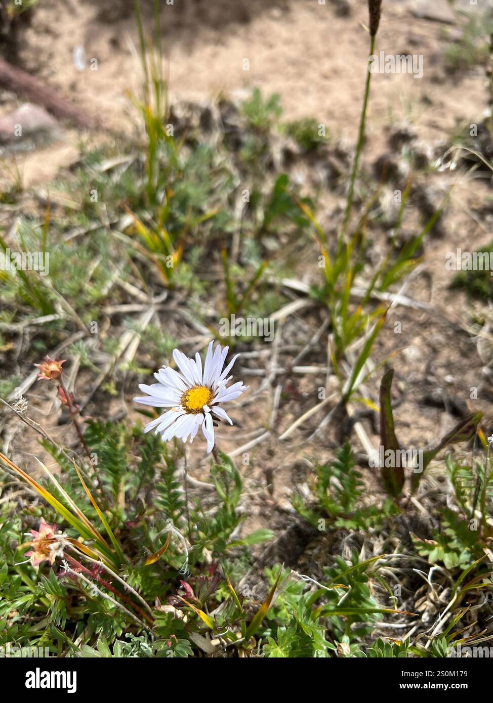 Subalpine Fleabane (Erigeron glacialis Stock Photo - Alamy