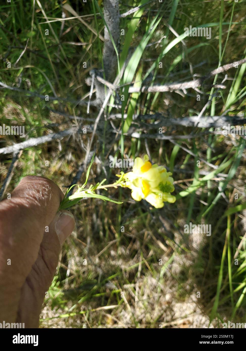 common toadflax (Linaria vulgaris Stock Photo - Alamy