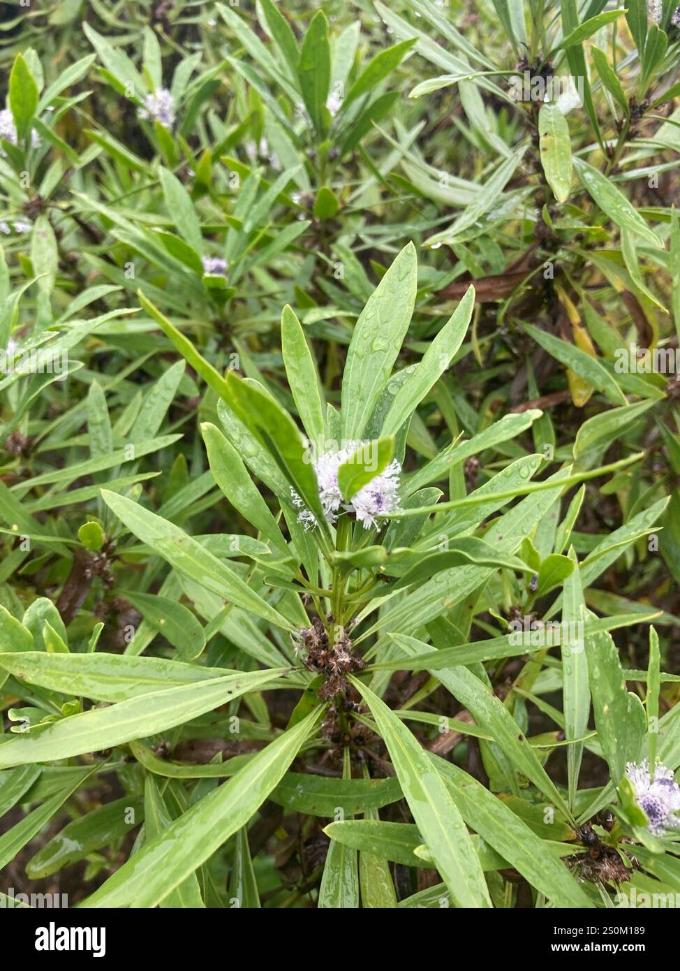 Willow-leaved Globe Flower (Globularia salicina Stock Photo - Alamy