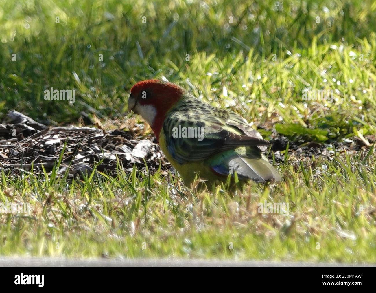 Southeast Eastern Rosella (Platycercus eximius eximius Stock Photo - Alamy