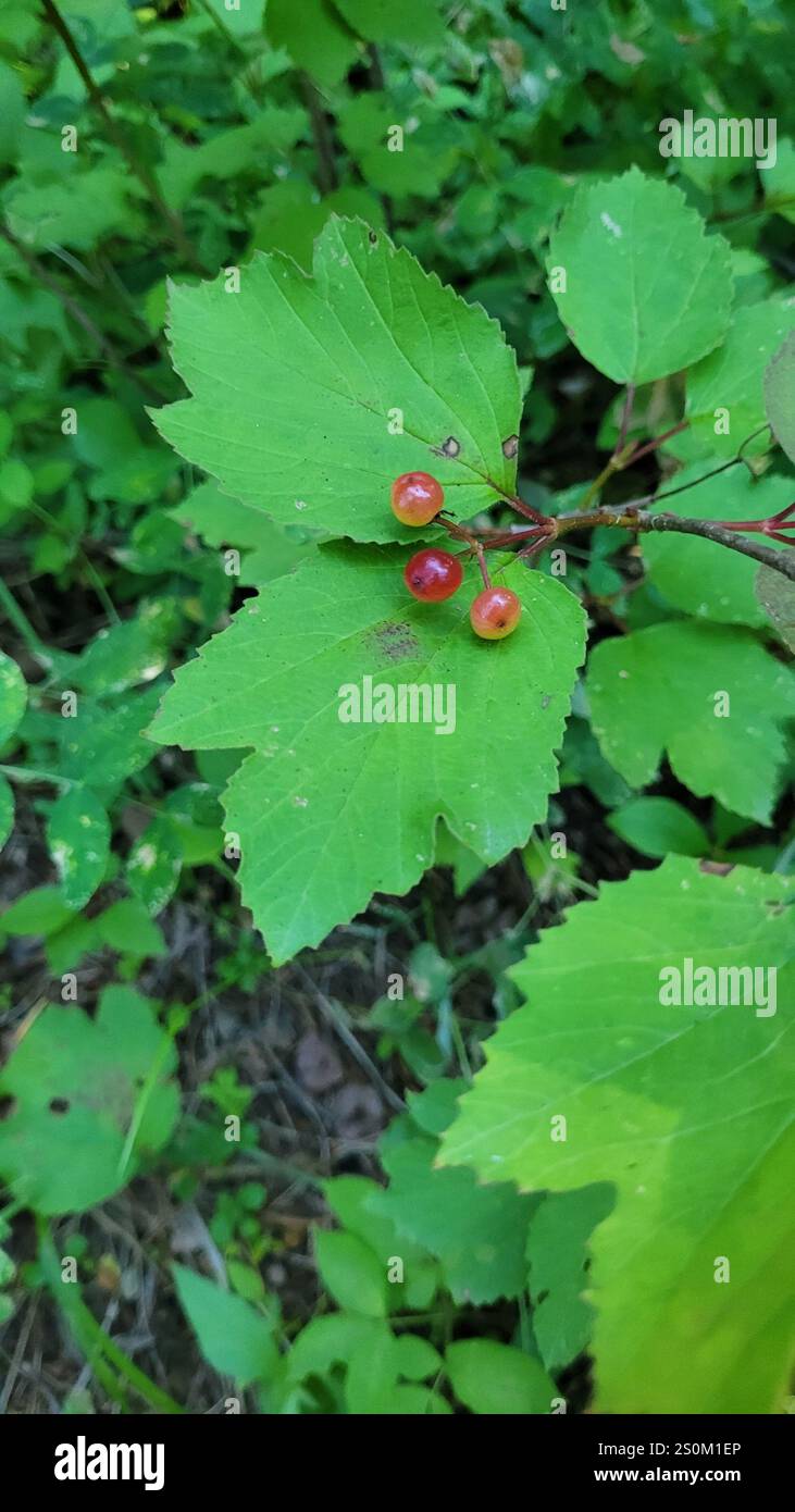 squashberry (Viburnum edule Stock Photo - Alamy