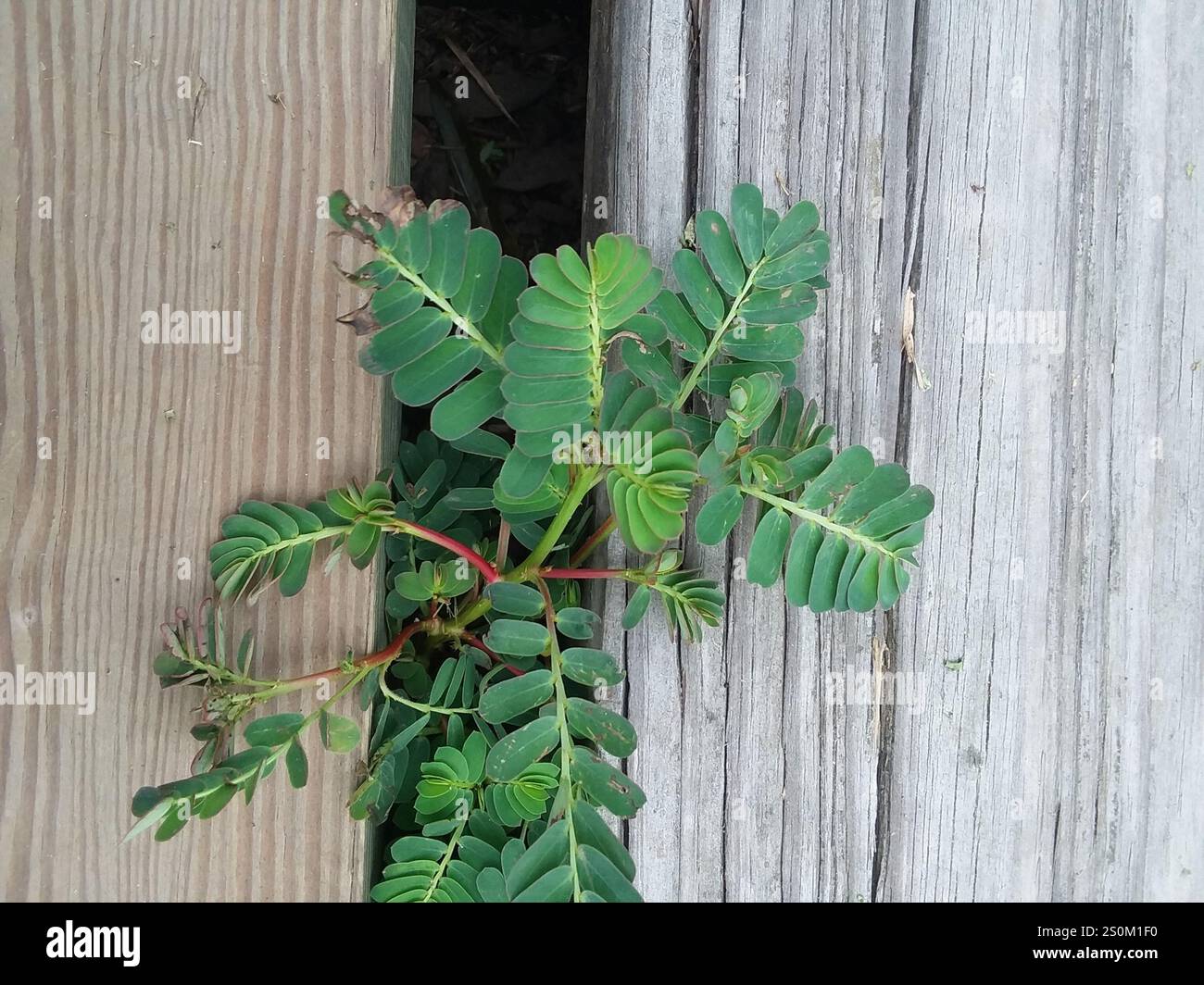 Chamberbitter (Phyllanthus urinaria Stock Photo - Alamy