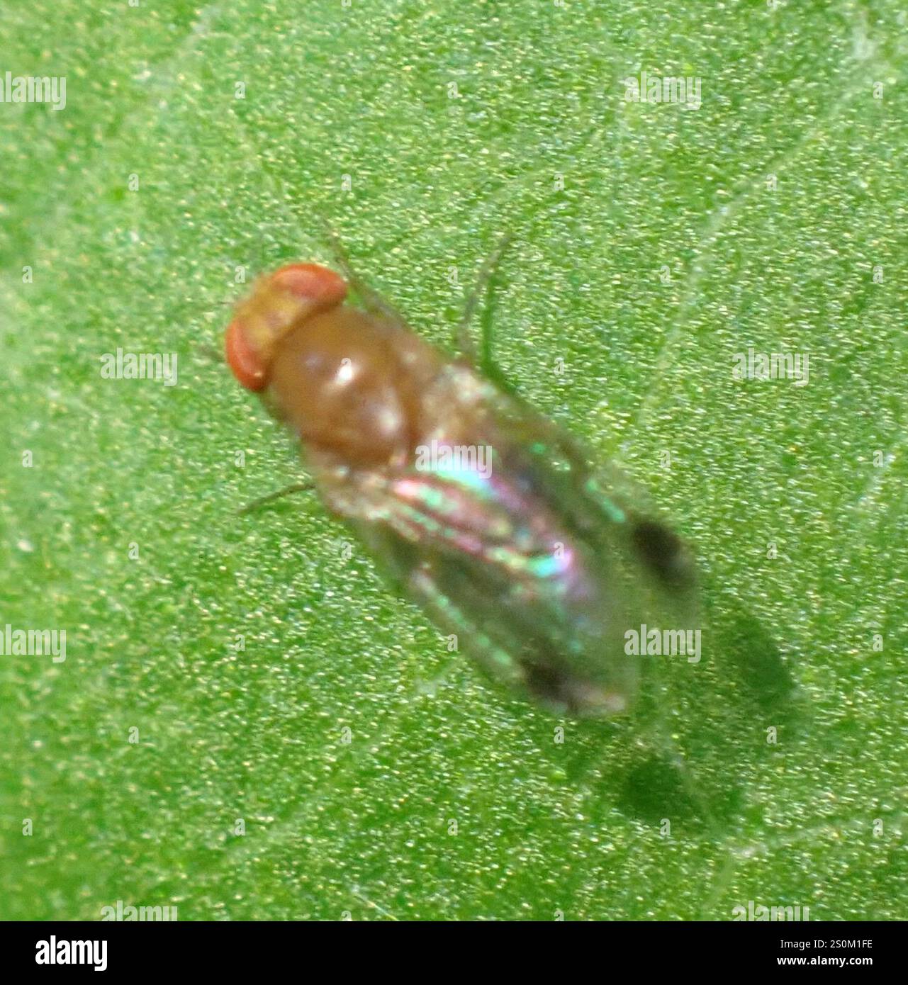 Spotted-winged Drosophila (Drosophila suzukii Stock Photo - Alamy