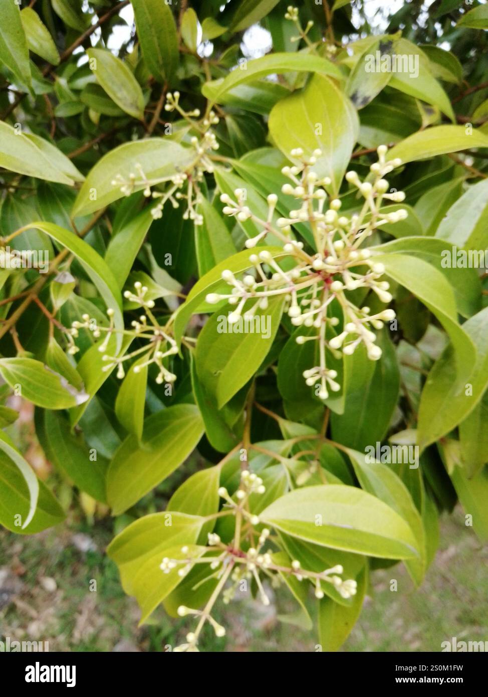 Cinnamon tree (Cinnamomum burmanni Stock Photo - Alamy