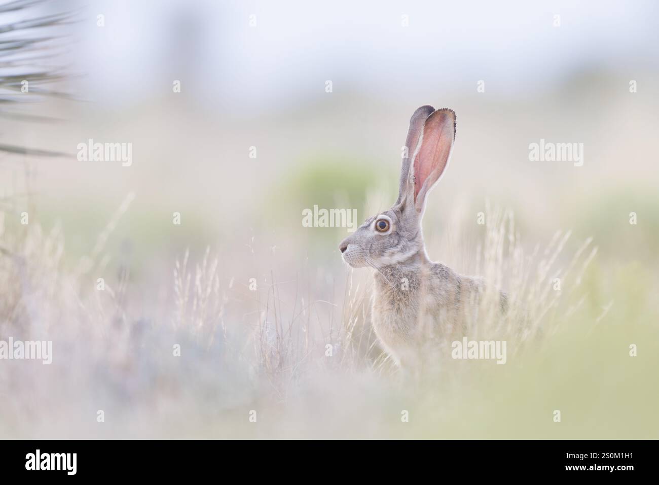 Black-tailed Jackrabbit, Socorro county, New Mexico, USA Stock Photo ...