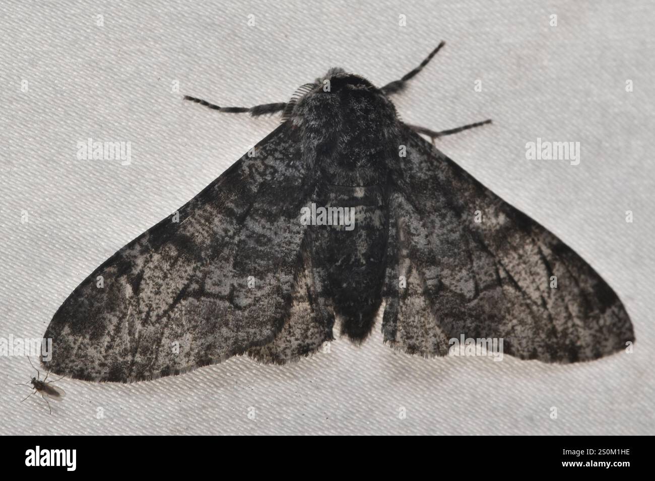 Peppered Moth (Biston betularia Stock Photo - Alamy