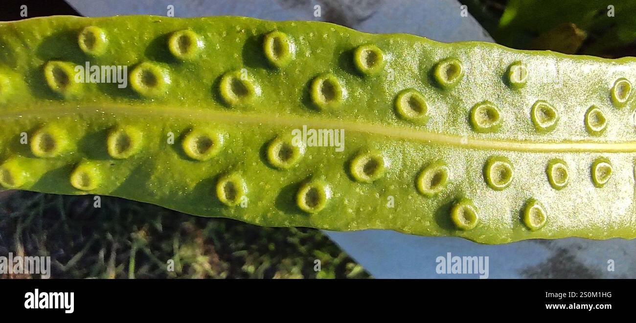 Musk Fern (Microsorum grossum Stock Photo - Alamy