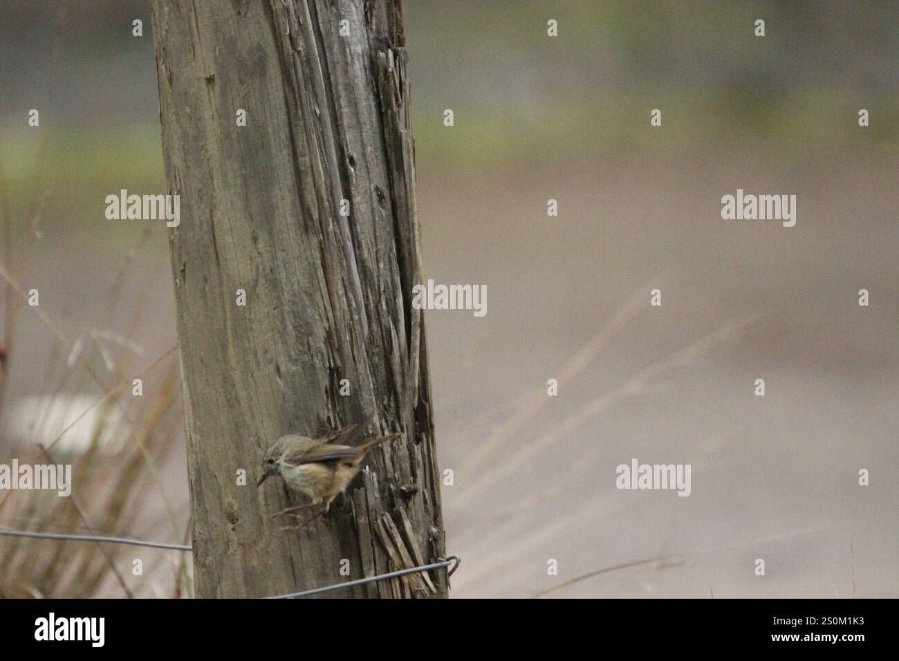 Tasmanian Brown Thornbill (Acanthiza pusilla diemenensis Stock Photo ...