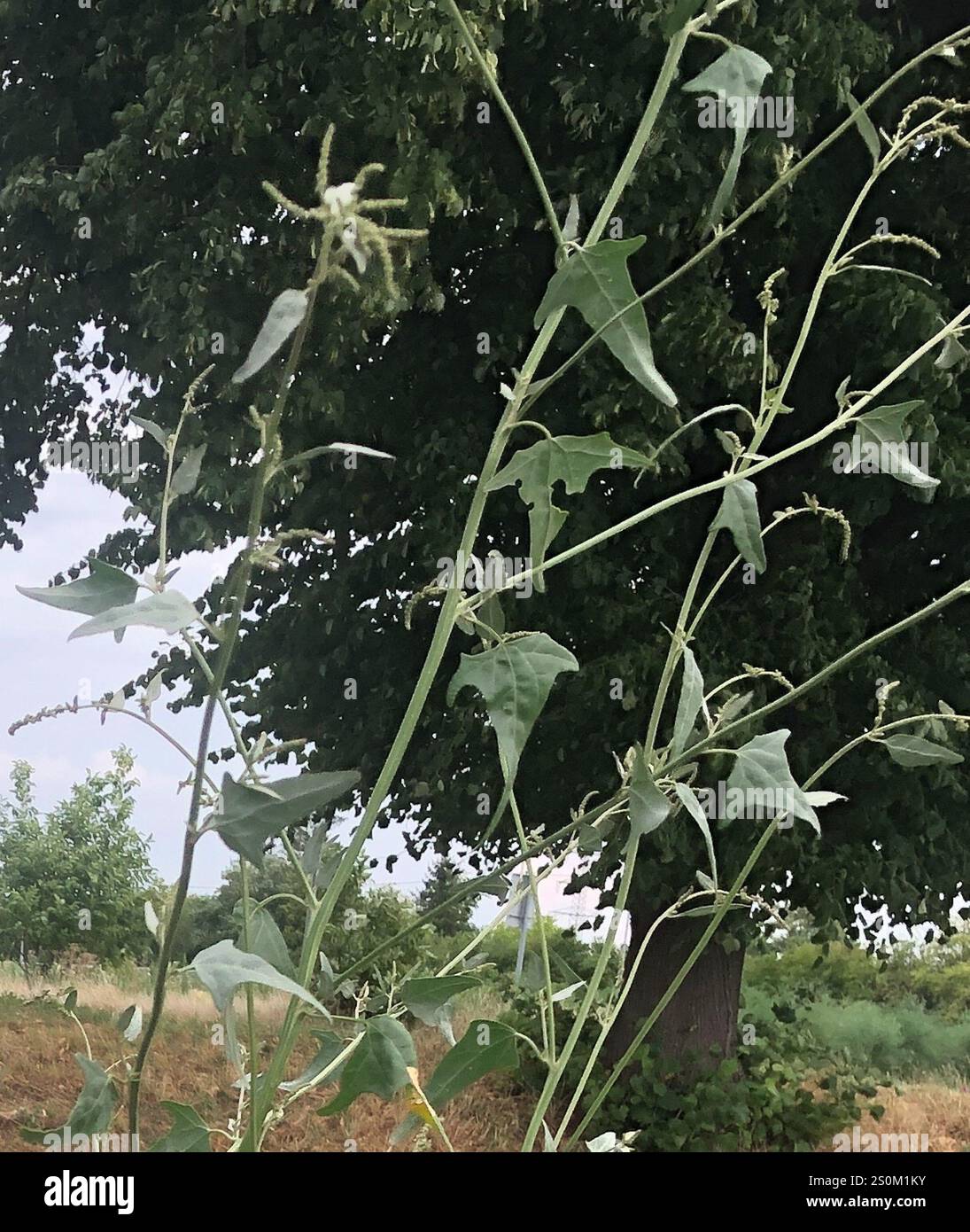 Russian atriplex (Atriplex micrantha Stock Photo - Alamy