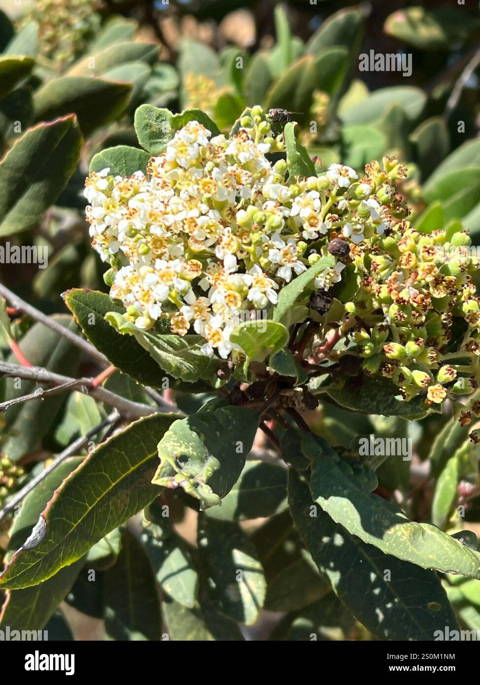 Toyon (Heteromeles arbutifolia Stock Photo - Alamy