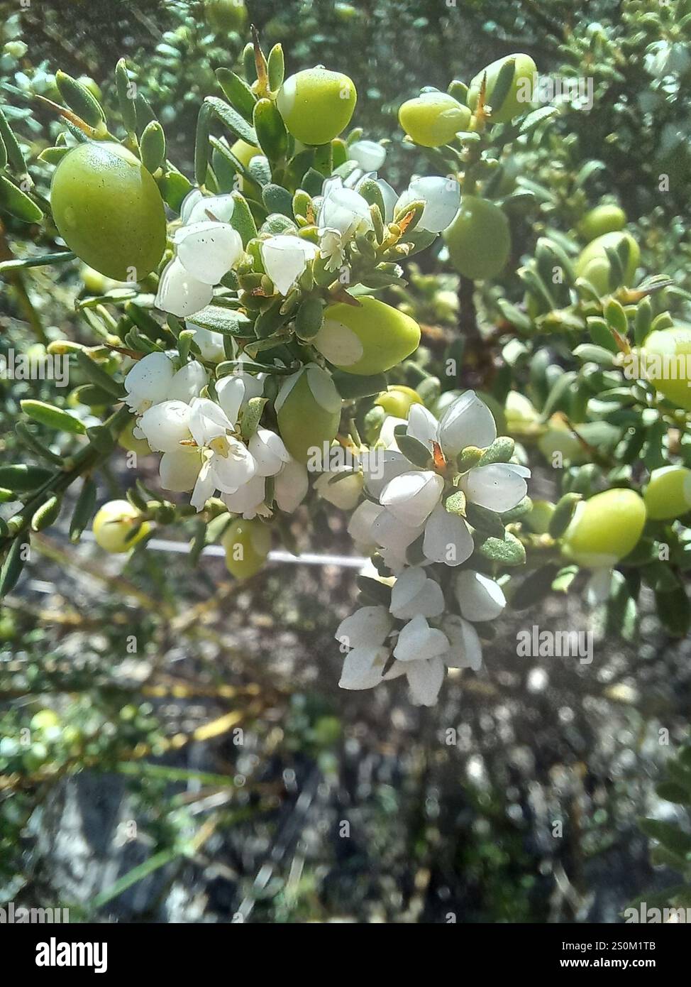 tortoise berry (Muraltia spinosa Stock Photo - Alamy