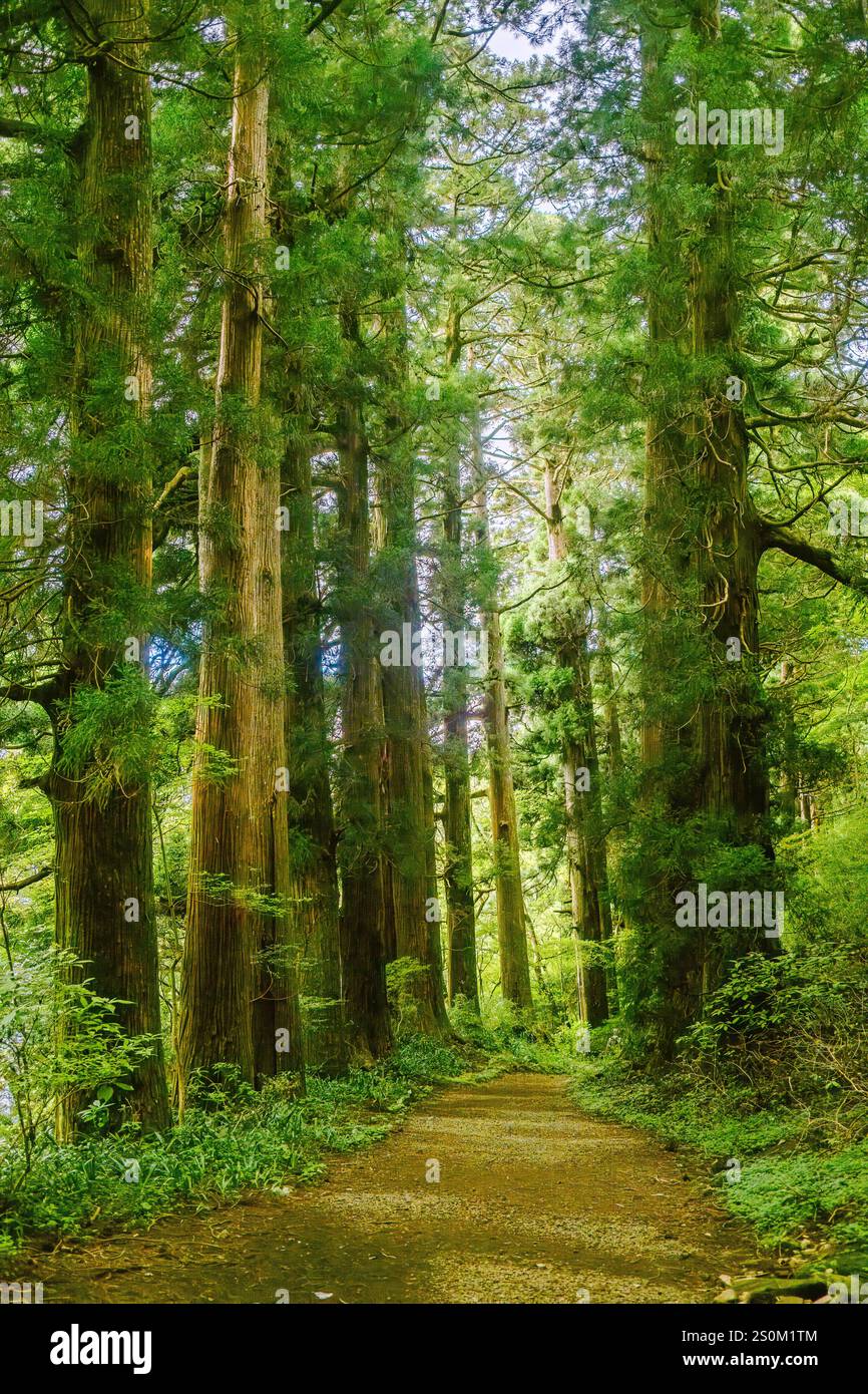A preserved section of the ancient Tokaido Highway, lined with towering ...