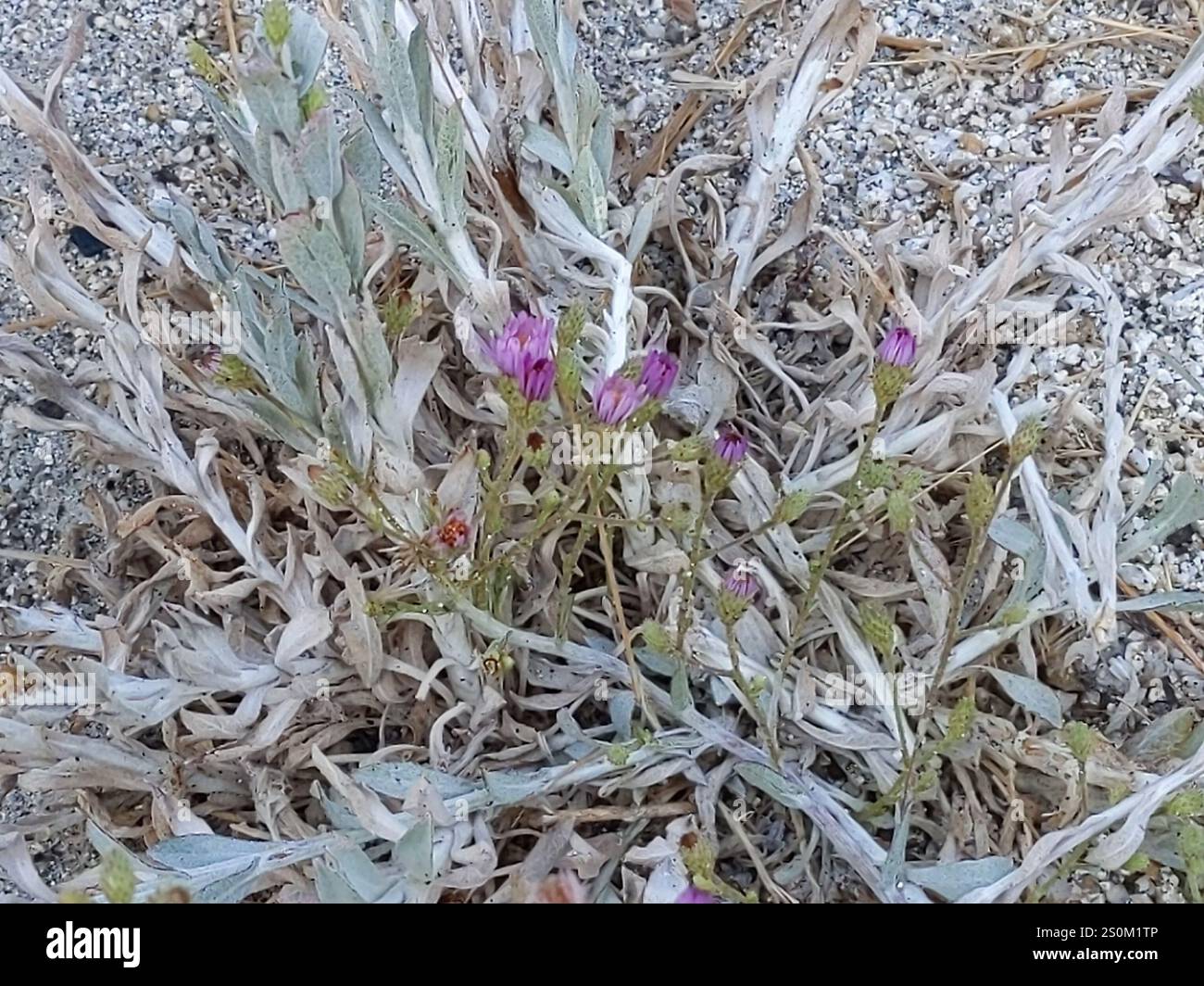 California Aster (Corethrogyne filaginifolia Stock Photo - Alamy