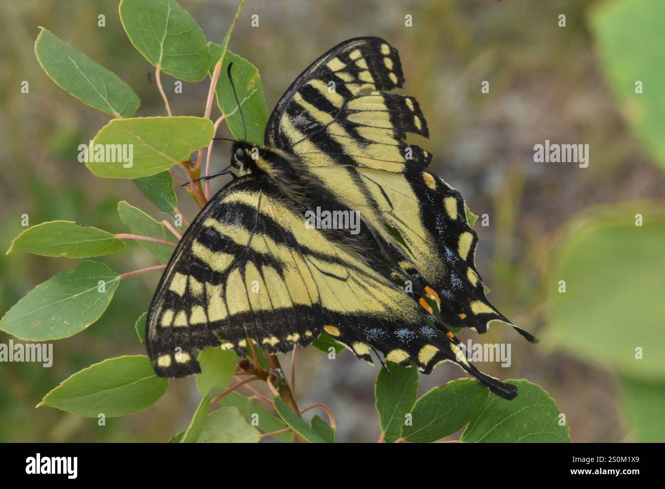 Canadian Tiger Swallowtail (Papilio canadensis Stock Photo - Alamy