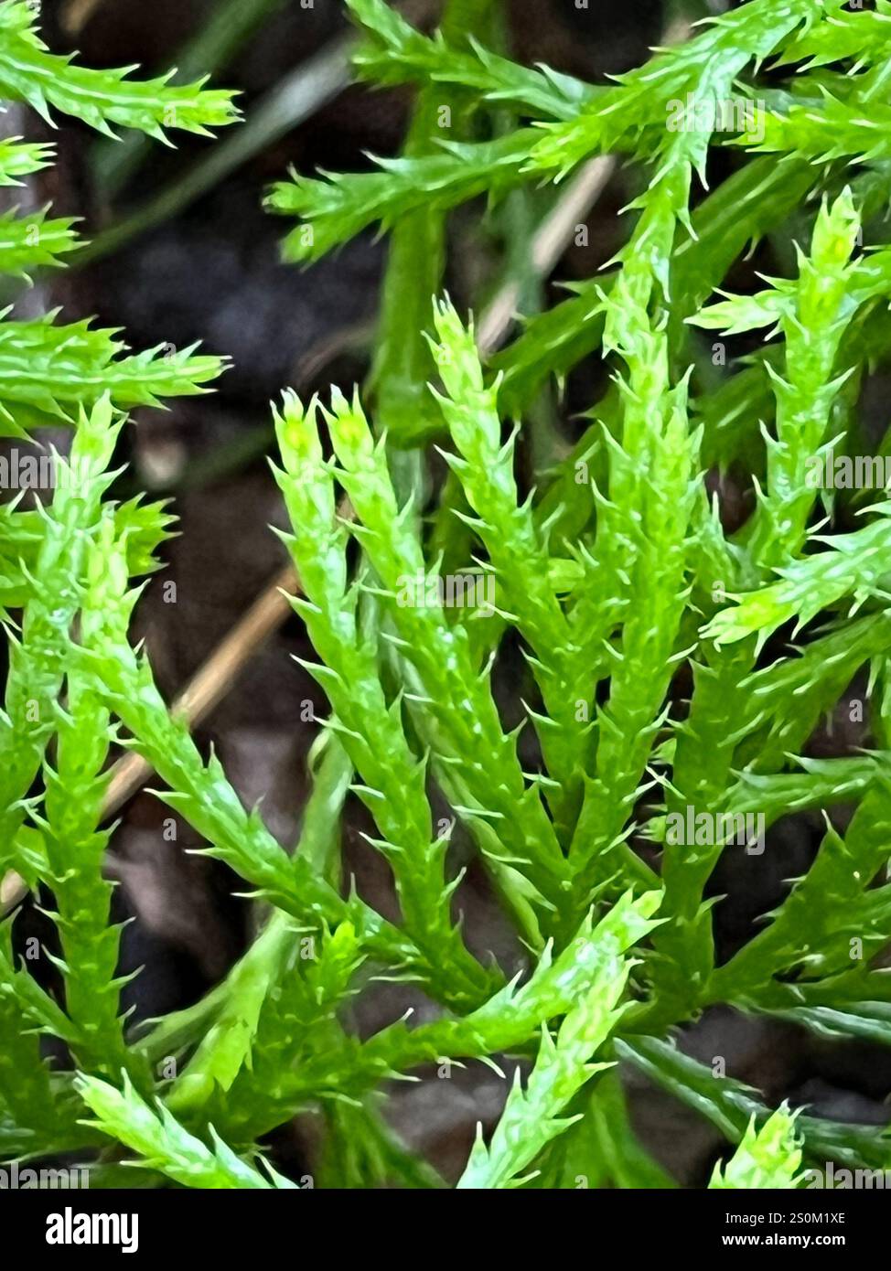 Diphasiastrum digitatum hi-res stock photography and images - Alamy